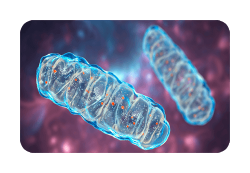 Advanced Mitochondrial Formula – salesandreview.com